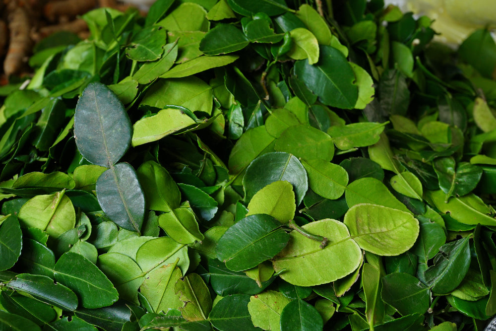 Key Lime Leaves Kaffir Lime Edible Leaves (Kieffer) | Nurtured In